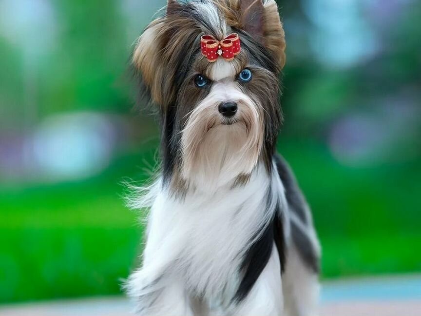 Бивер йорк взрослые