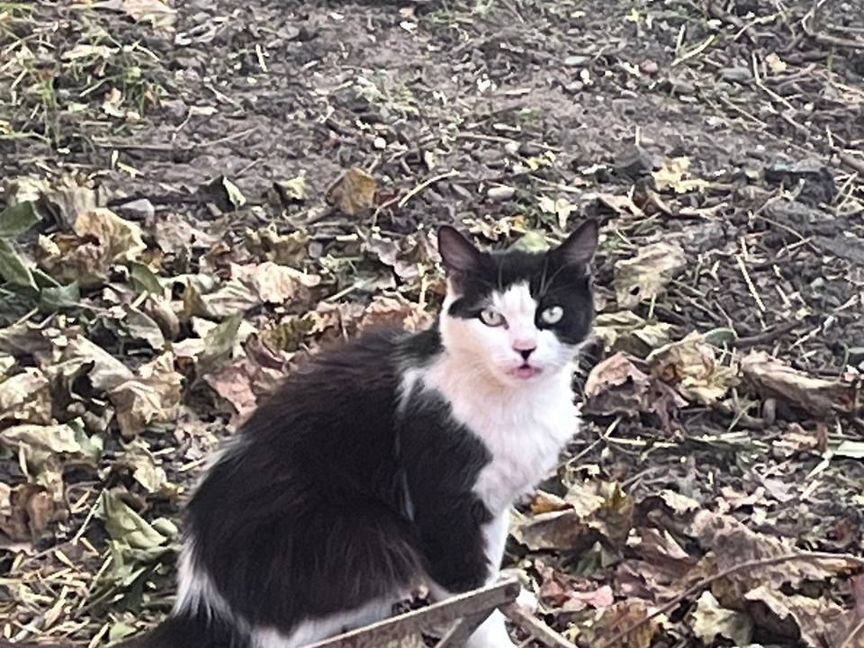 Умер дед остались 3 кошки и собака