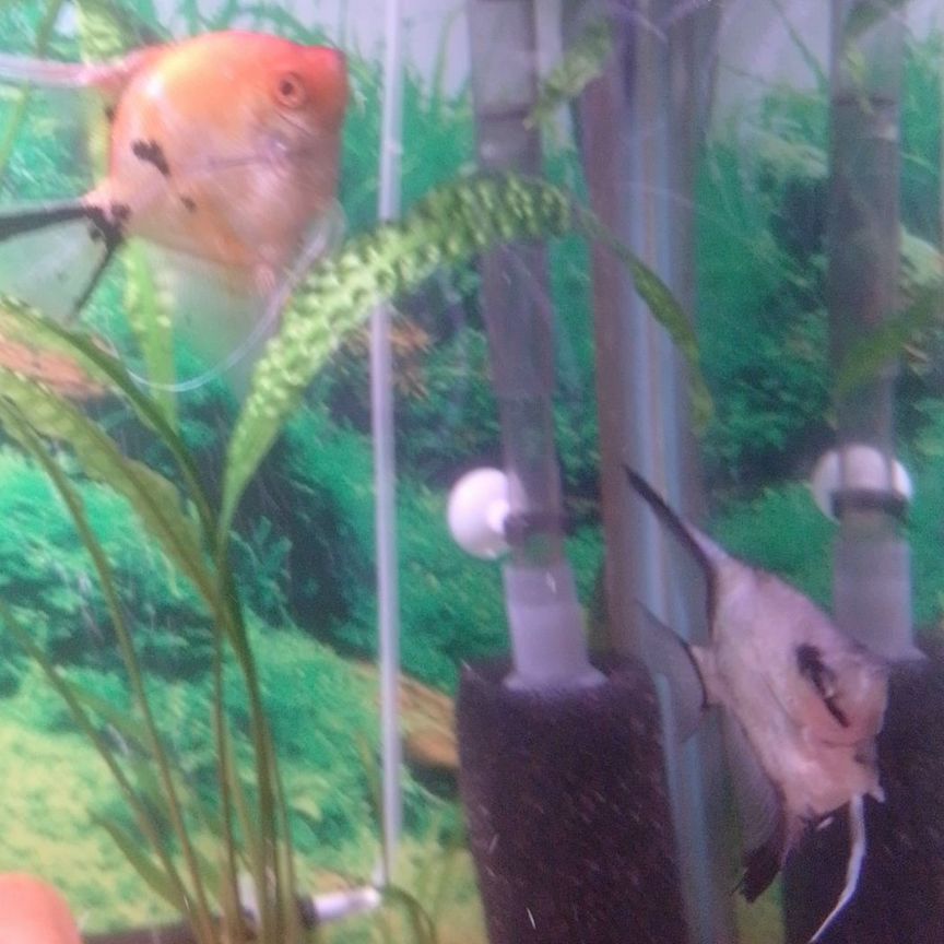 Аквариумные рыбки