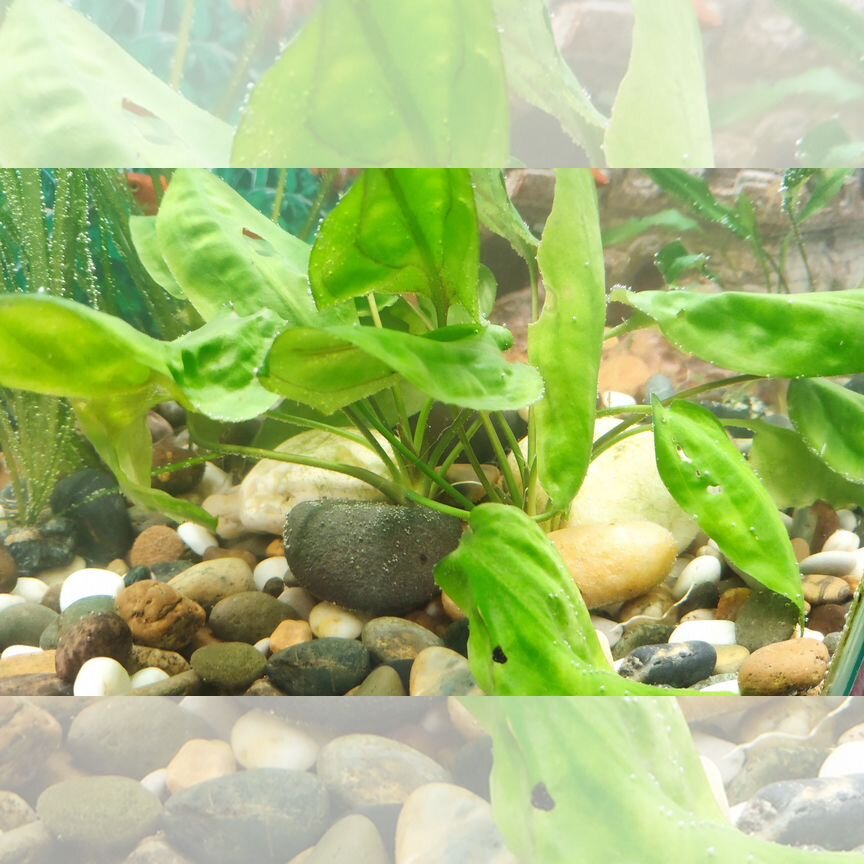 Криптокорина