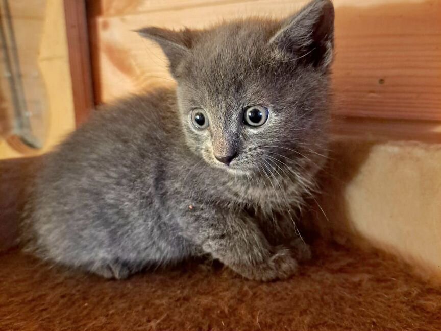 Котёнок мальчик 1,5 месяца ищет семью