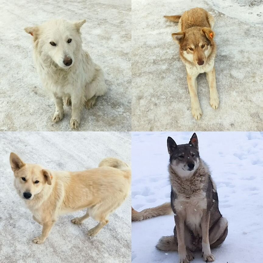 Собачка в добрые руки