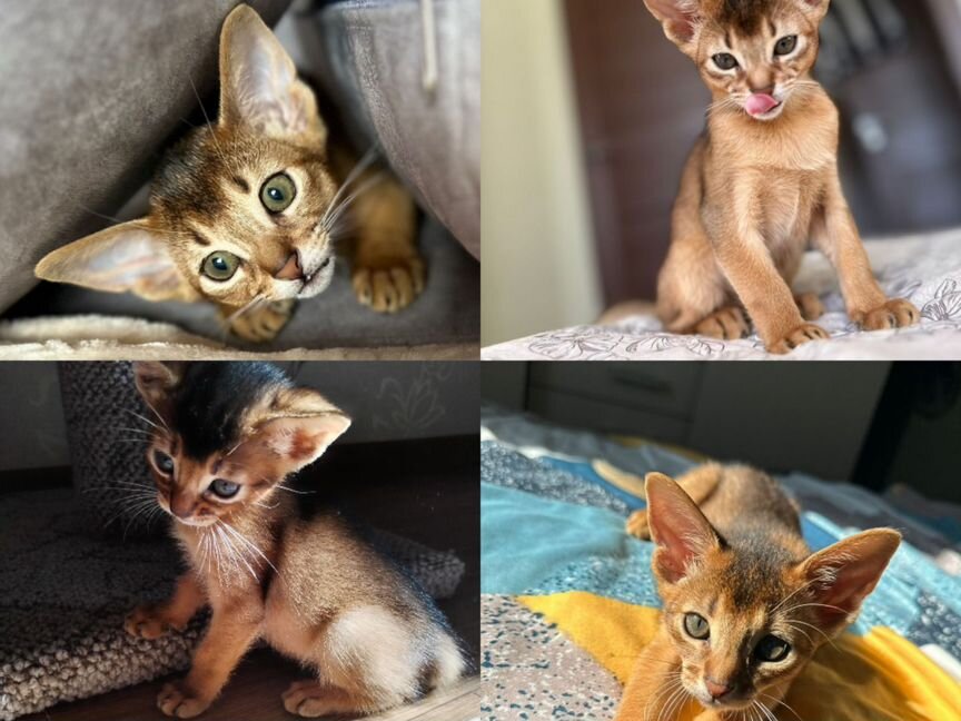 Абиссинские котята