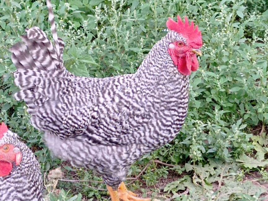 Молодые петухи