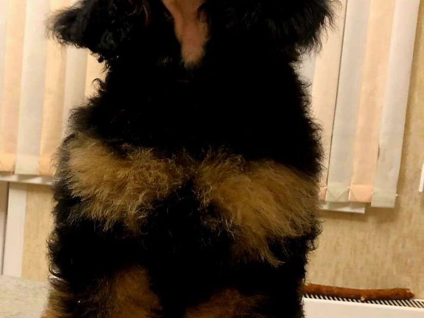 Собака