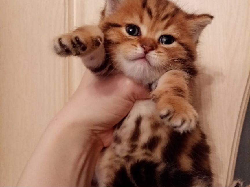 Шиншилловые котомалыши беби-фейс