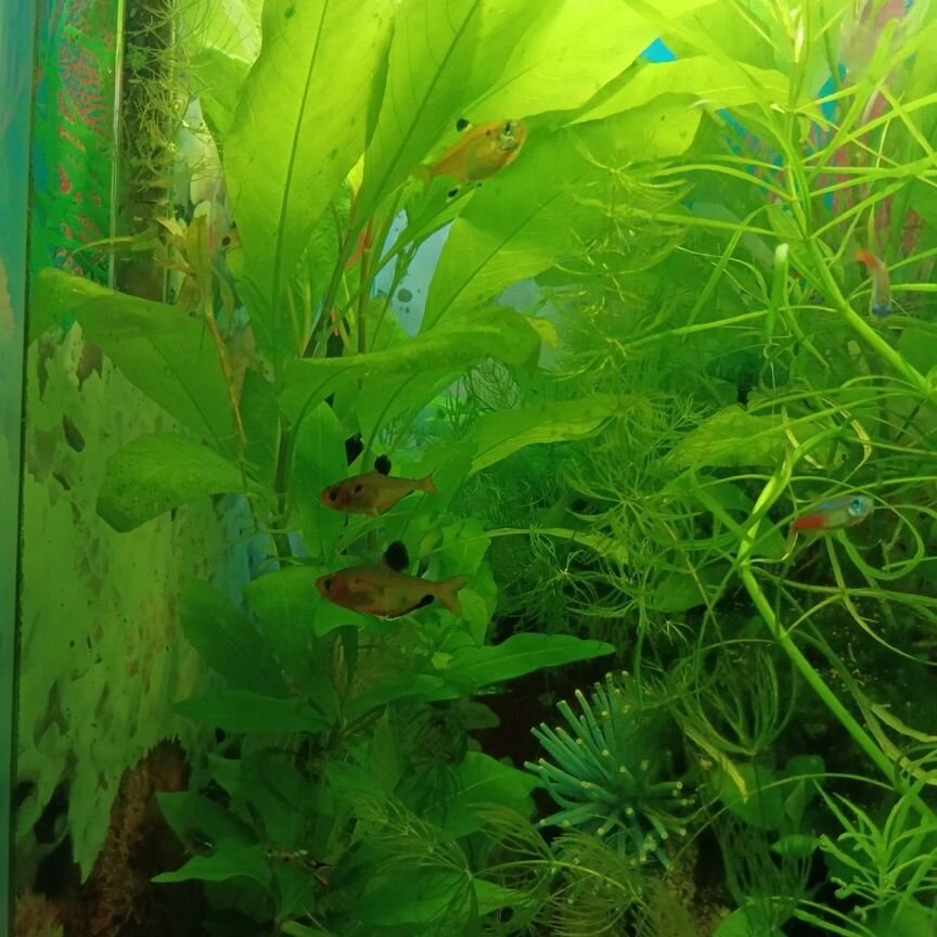 Лимонник большой