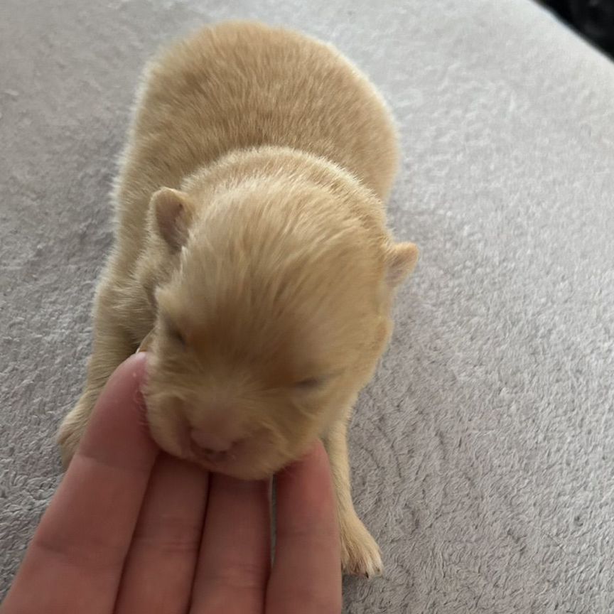 Померанский шпиц, щенок