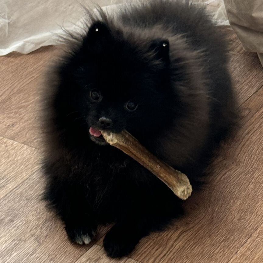 Померанский шпиц, щенок