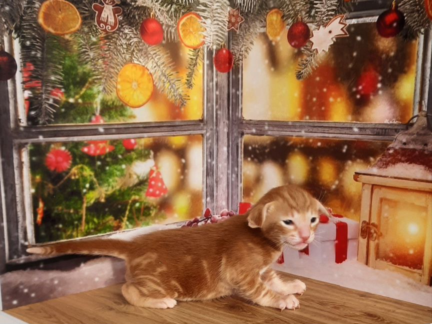 Красный мраморный ориентальный котик