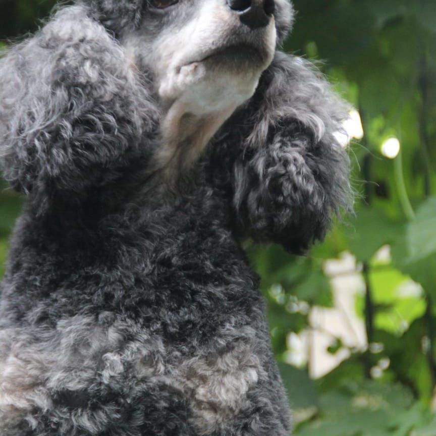 Девочка пудель миниатюра 7 лет