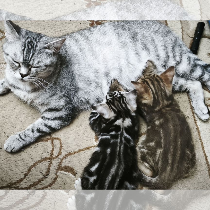 Шотландский прямоухий короткошёрстный котёнок