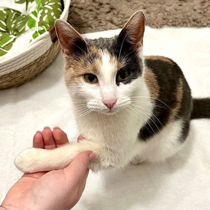 Котенок-лапа в добрые руки