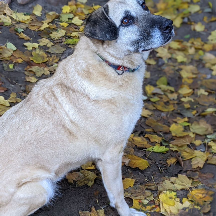 Варя ищет дом