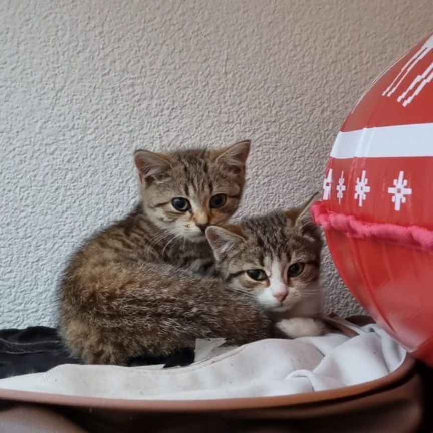 Котята с дачи в добрые руки
