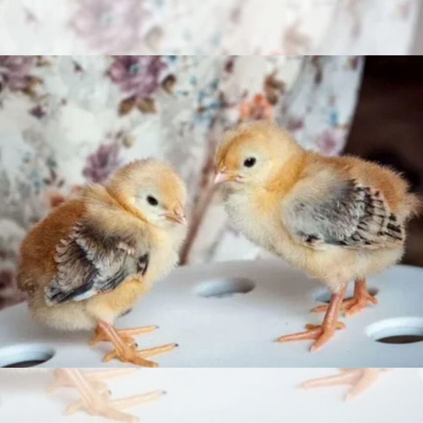 Цыплята суточные Кучинские Юбилейные