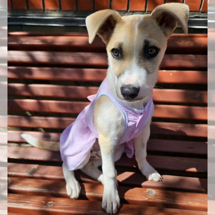 Щенок в добрые руки