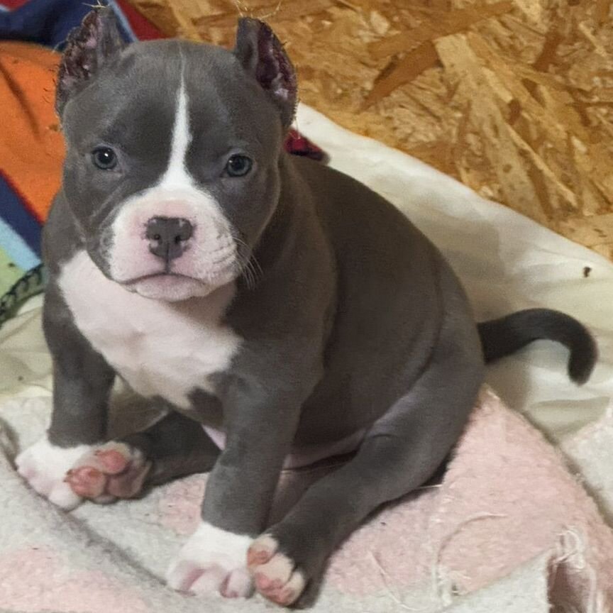 Американский булли, щенок