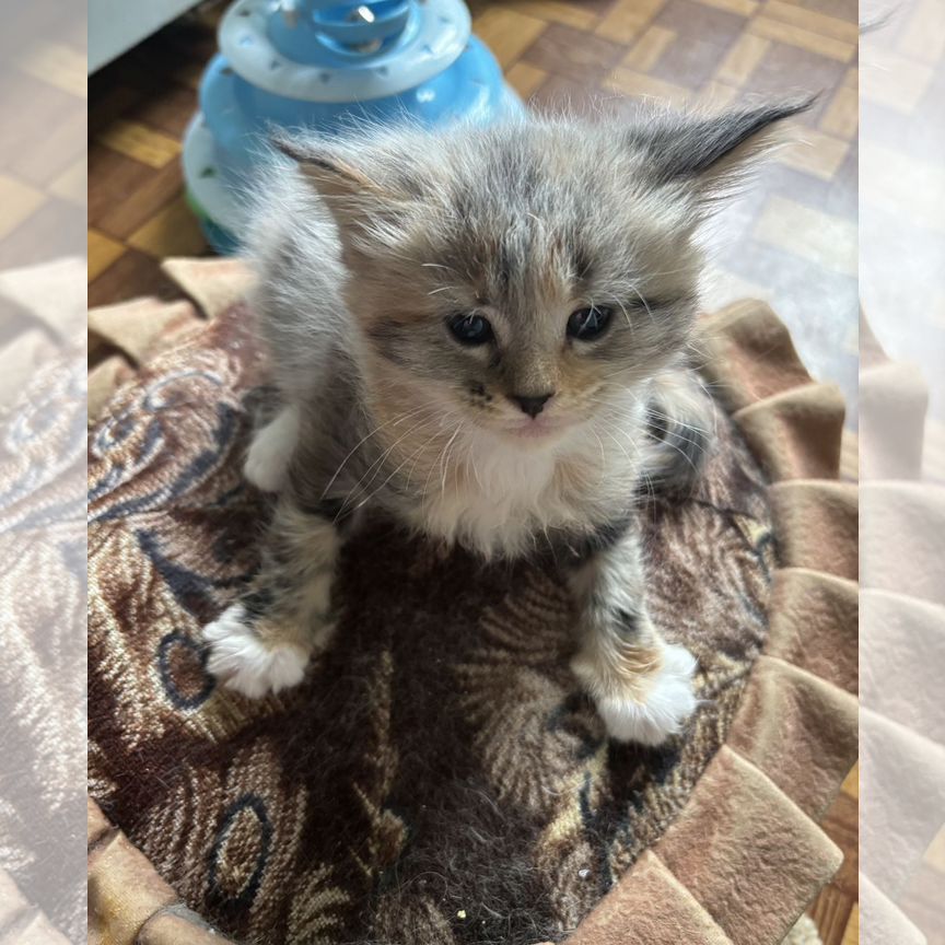 Мейн-кун котёнок