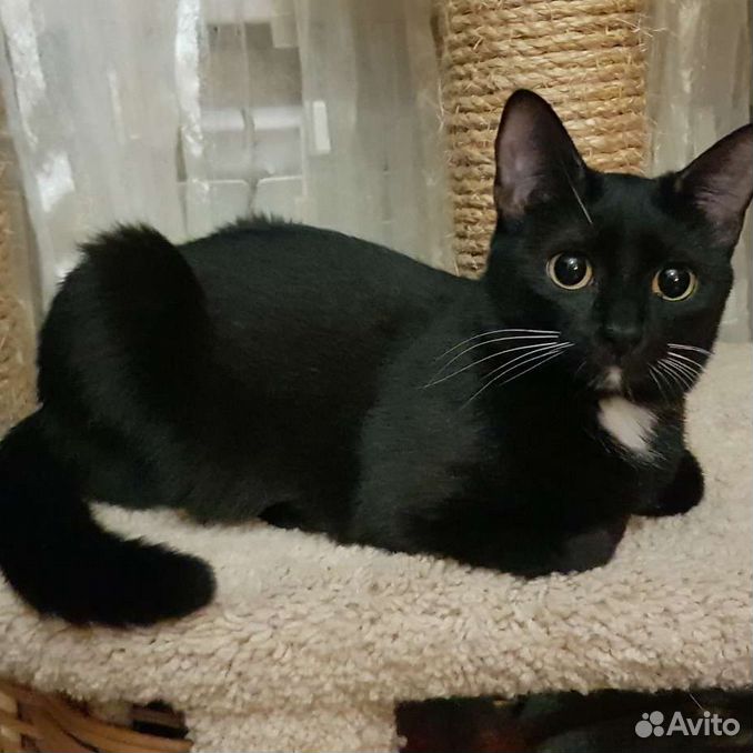 Черно-белая кошка Шанечка 7мес привита стерильна
