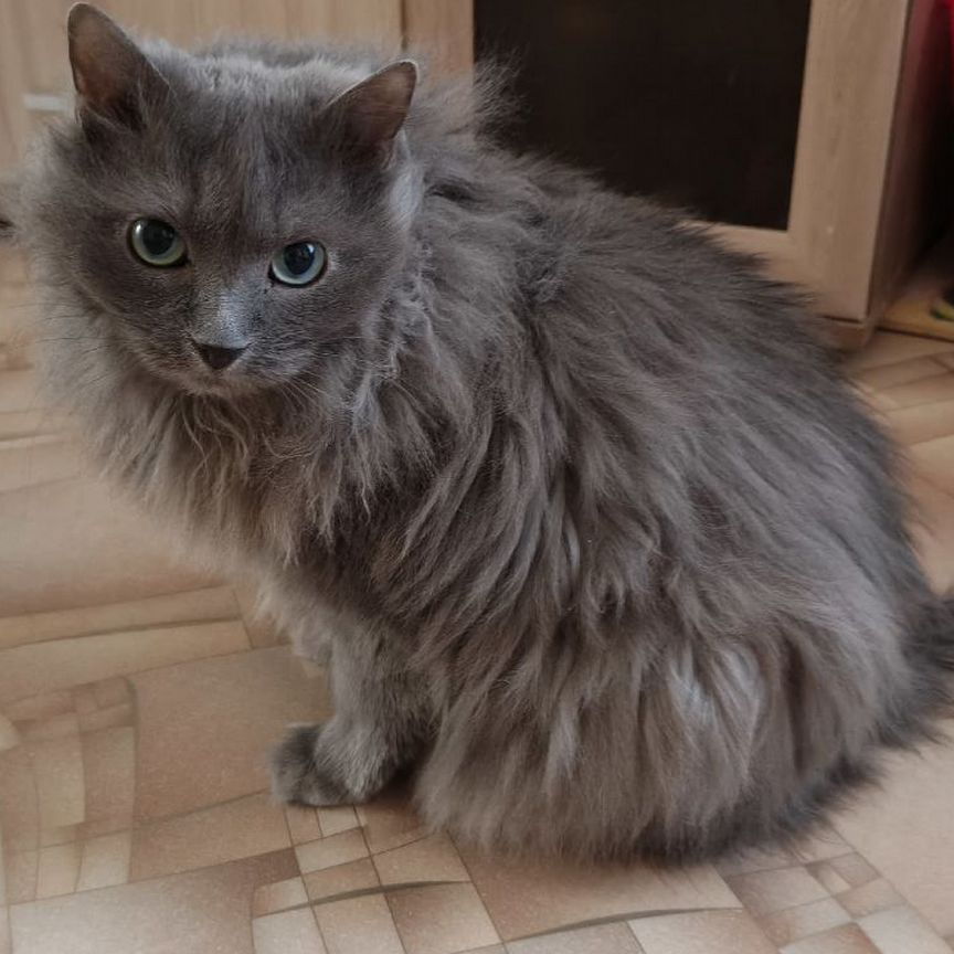 Взрослая, кошка в добрые руки