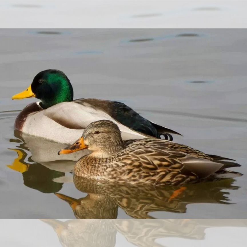 Дикие утки и селезни