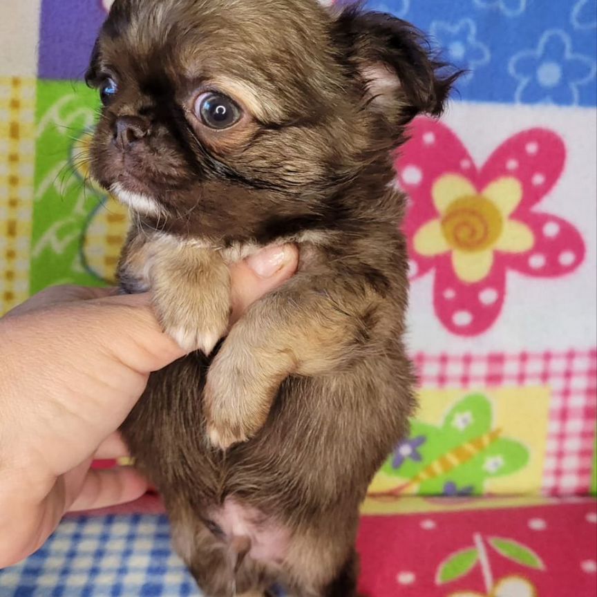 Чихуахуа малыш