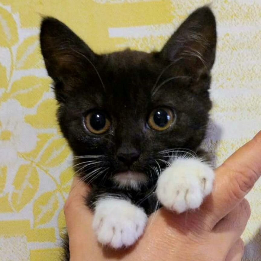 Котёнок в добрые руки