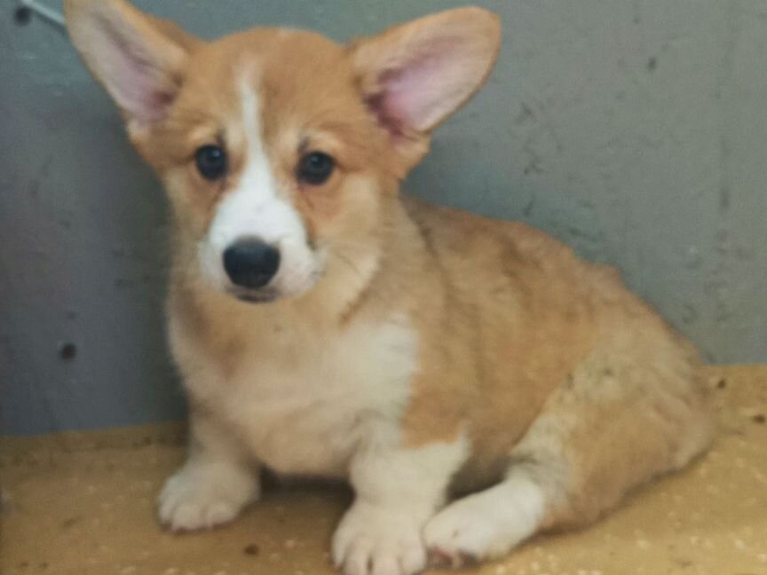 Вельш корги пемброк красавчик готов к переезду