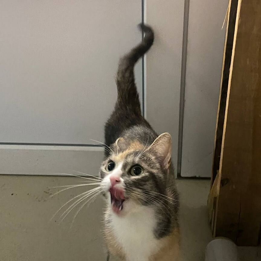 Кошка