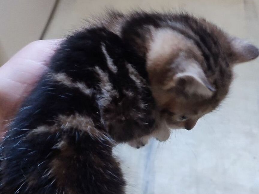 Шотландские котята