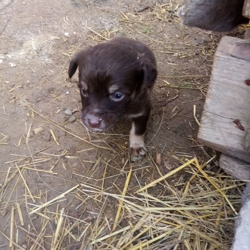 Щенок в добрые руки