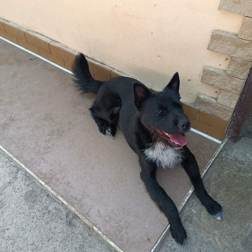 Сарочка ищет дом