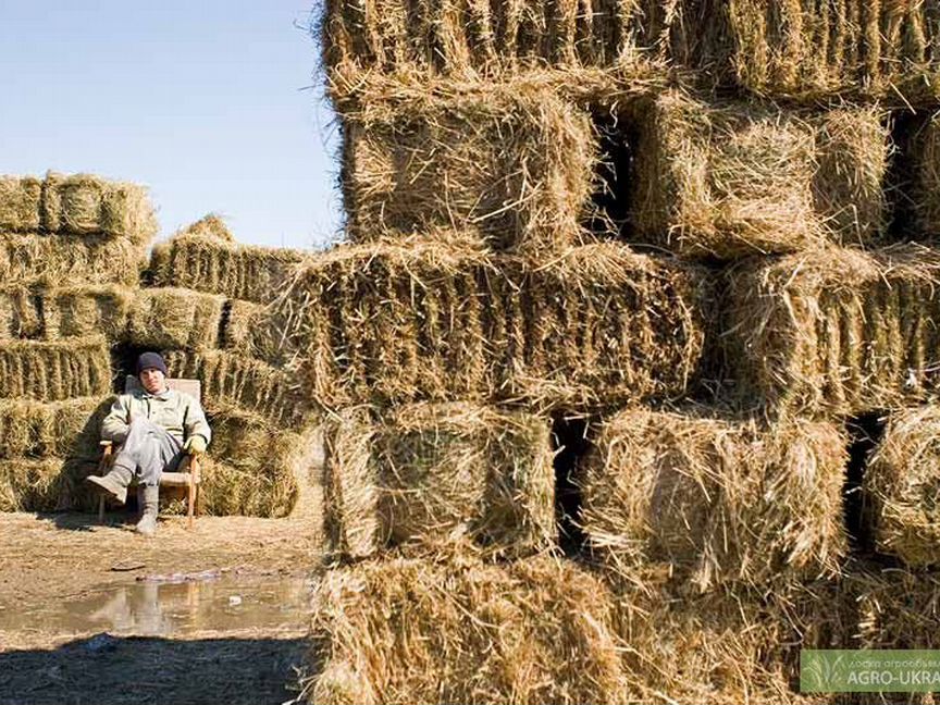 Сено собакам, кроликам и прочей мелочи