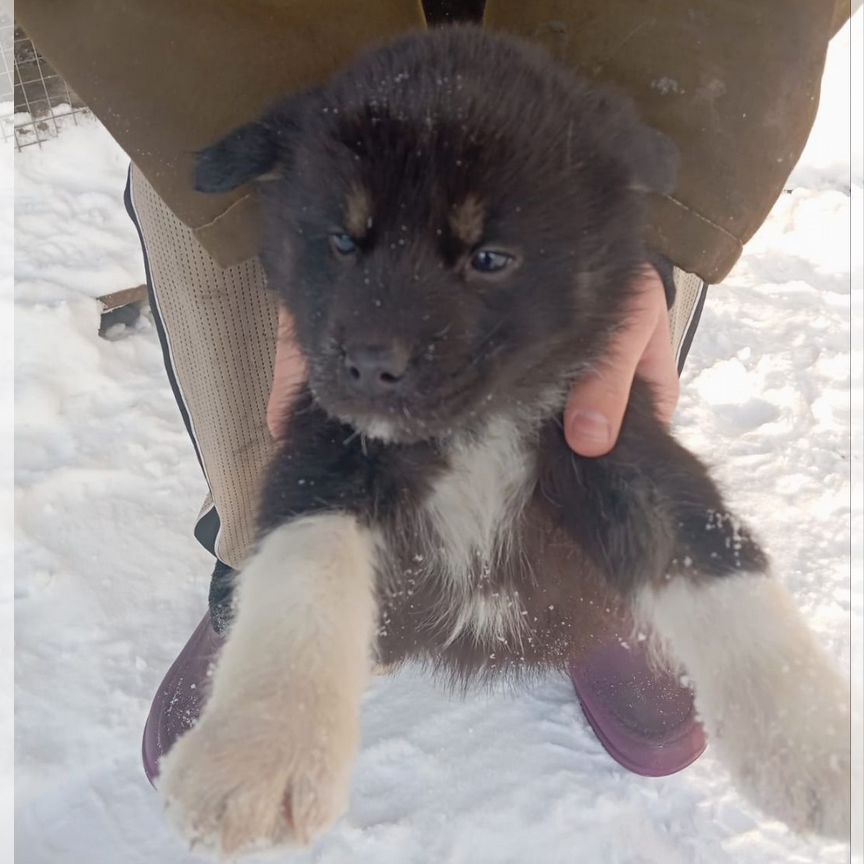 Восточноевропейская овчарка, щенок