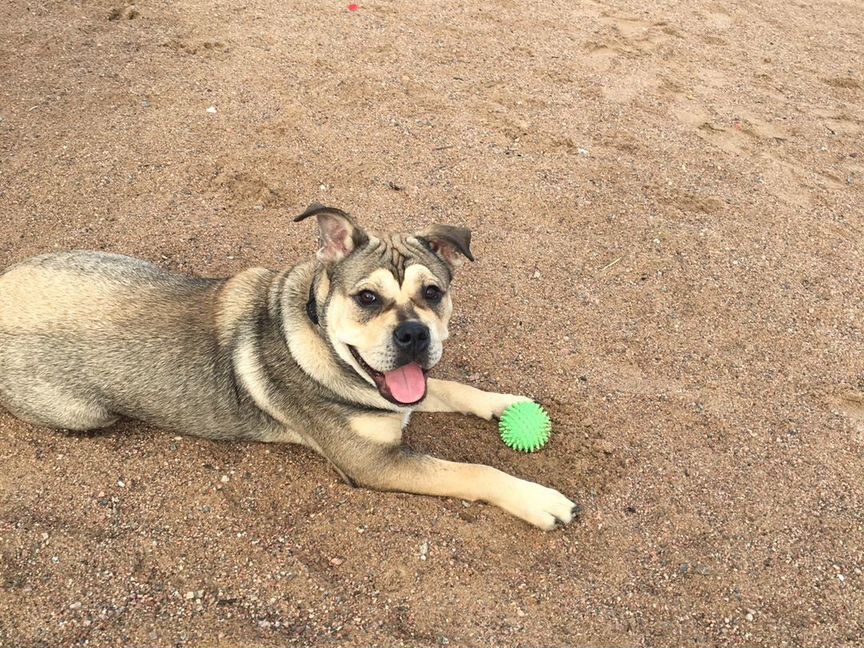 Отдам бесплатно