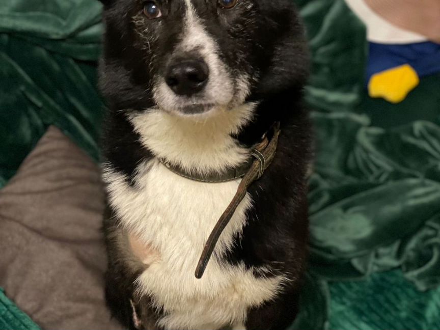 Бегал со сломанной лапой собака в добрые руки