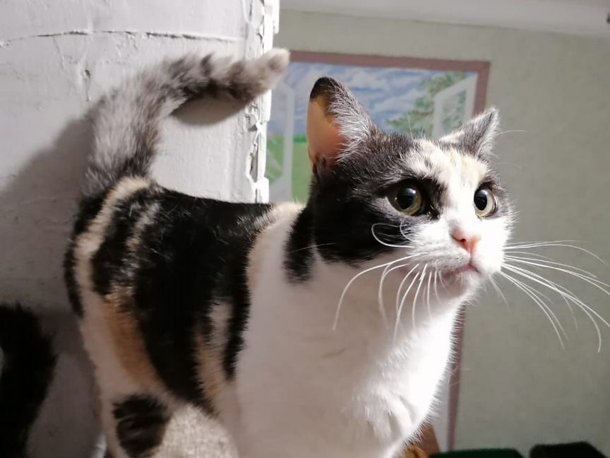 Кошка Сьюзи в добрые руки