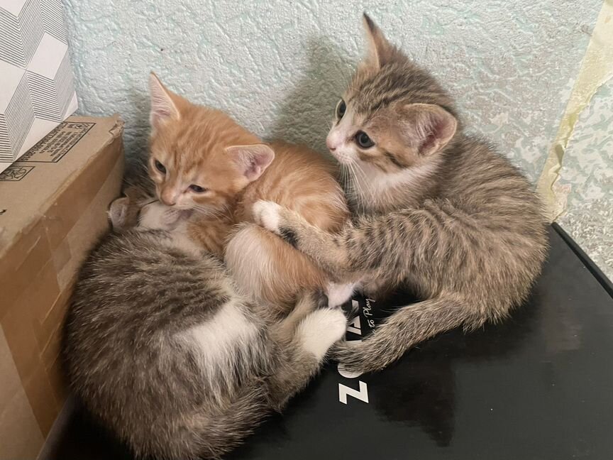 Котята в добрые руки