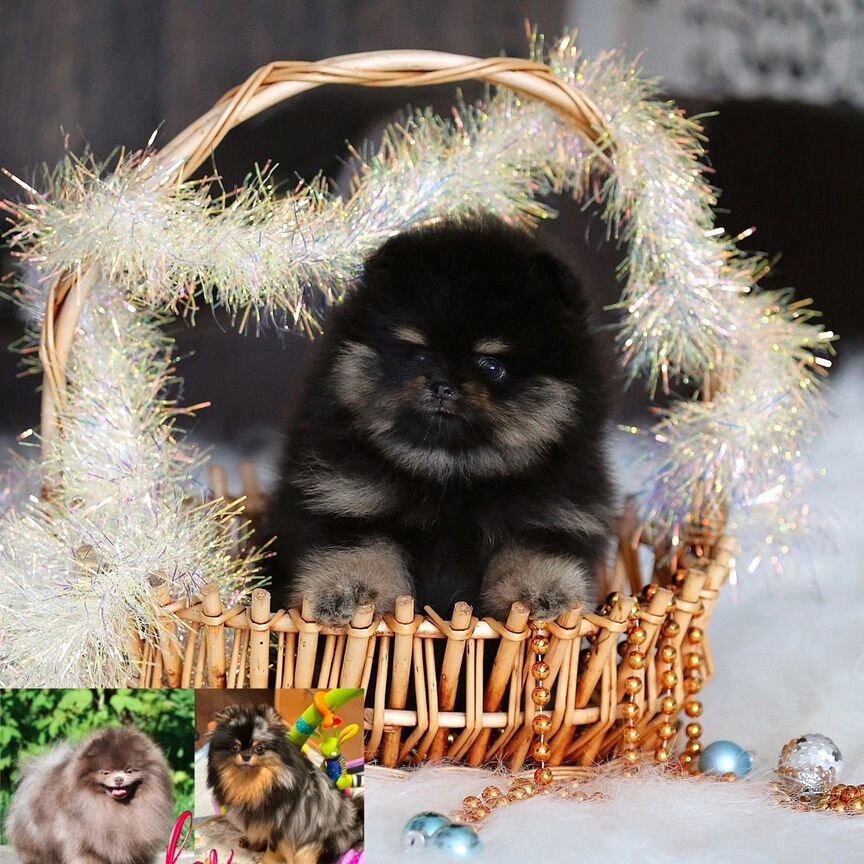 Черно-подпалая балерина-пом