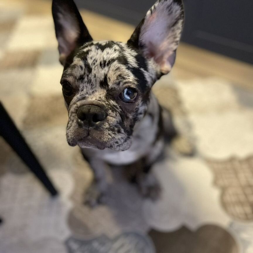Французский бульдог