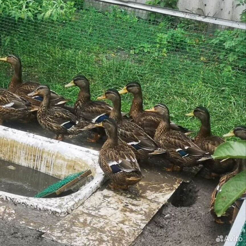 Подсадные утки