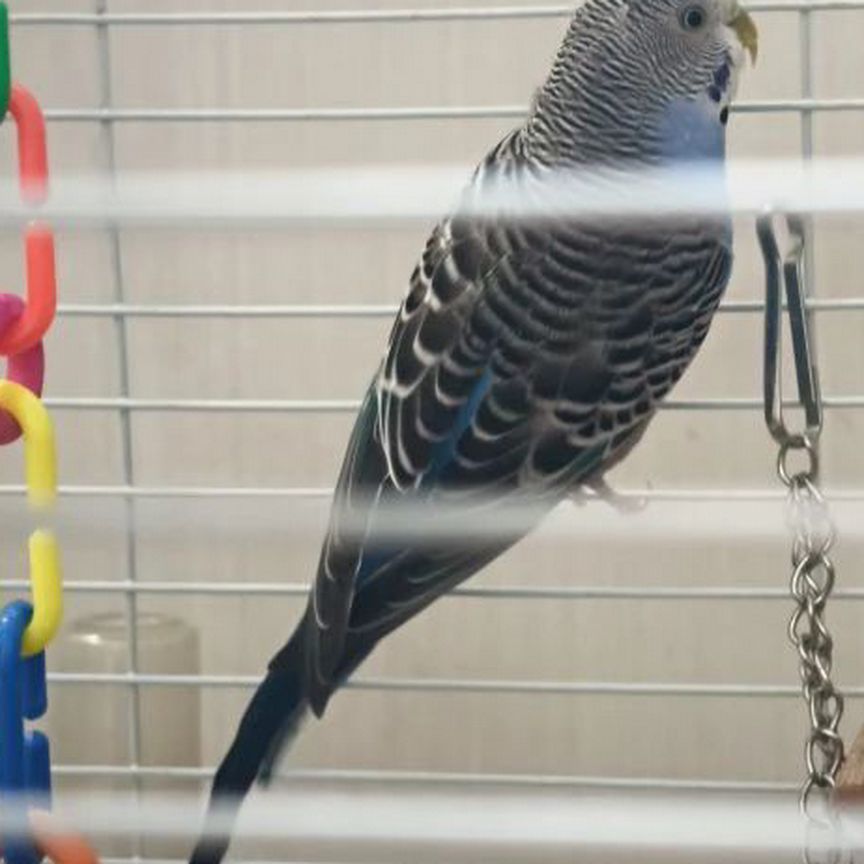 Продам волнистых попугайчиков 4 штуки с клеткой