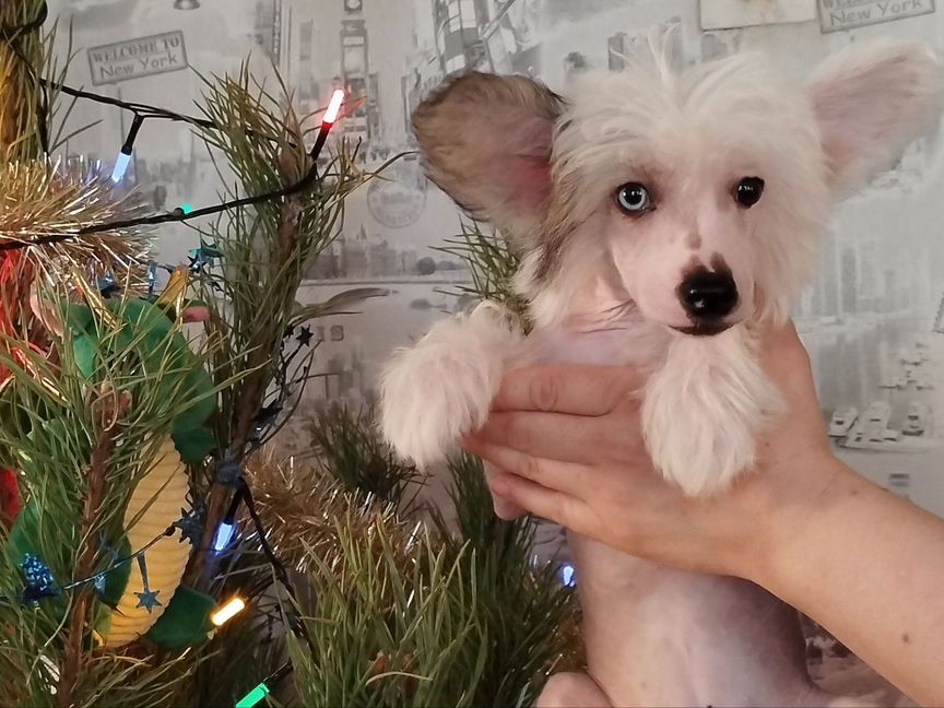 Китайская хохлатая голая девочка