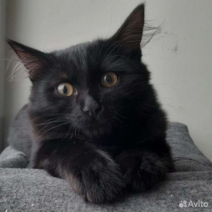 Маркиз 6 месяцев