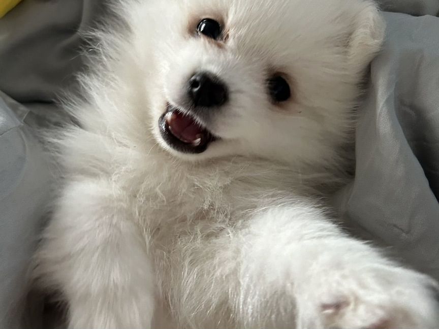 Шпиц девочка маленькая