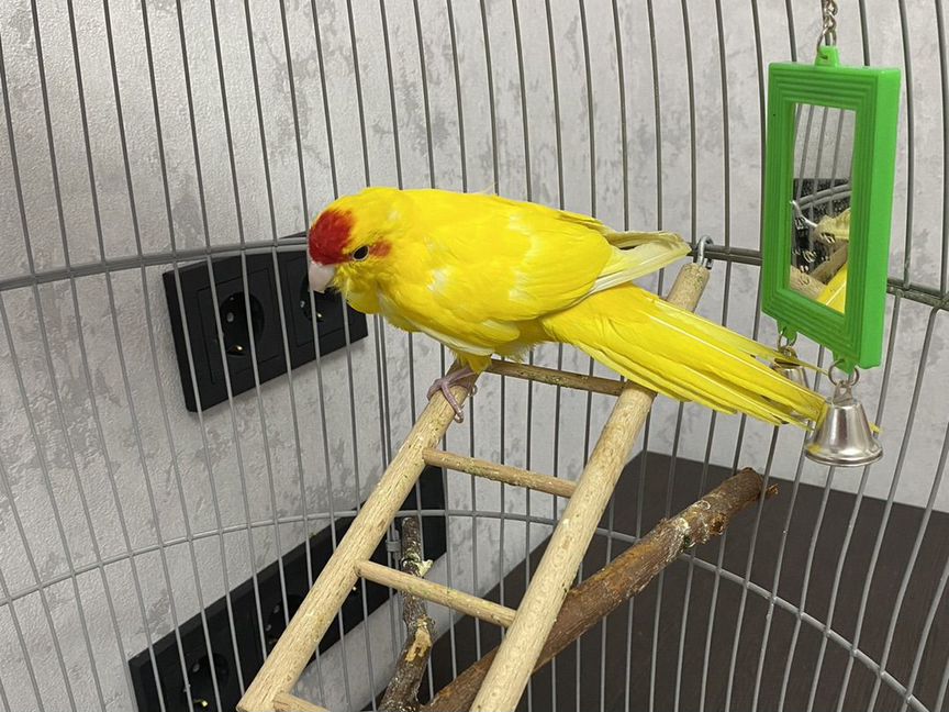 Попугай какарик