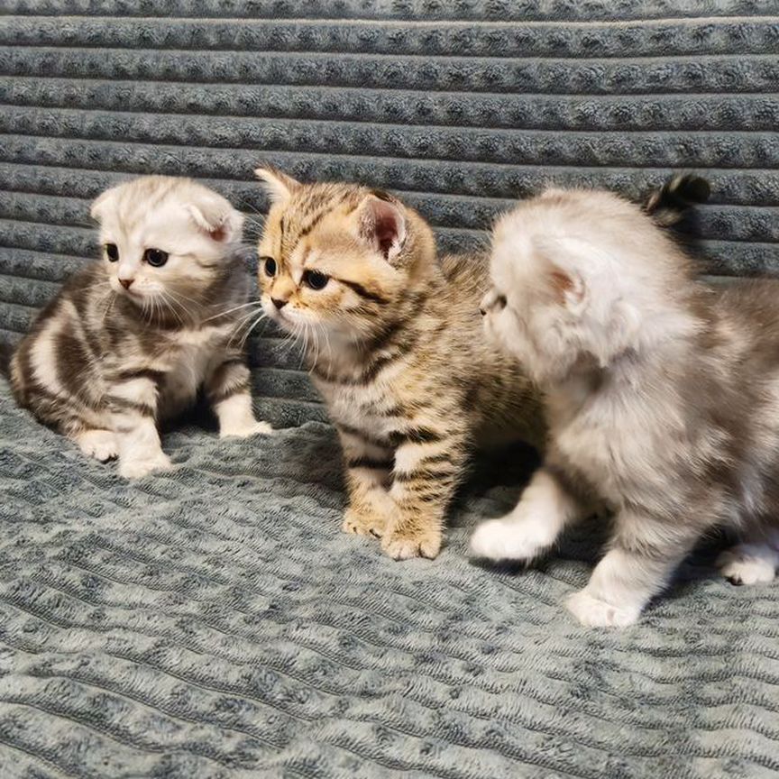 Шотландская