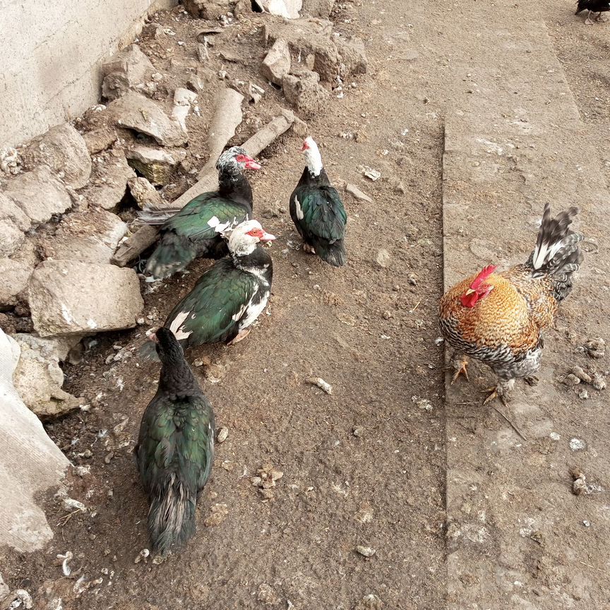 Продаются индоутки