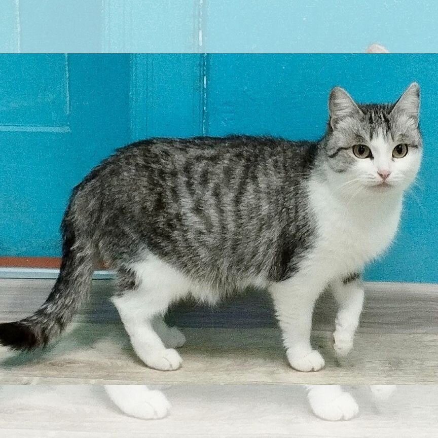 Взрослая кошка от частного владельца